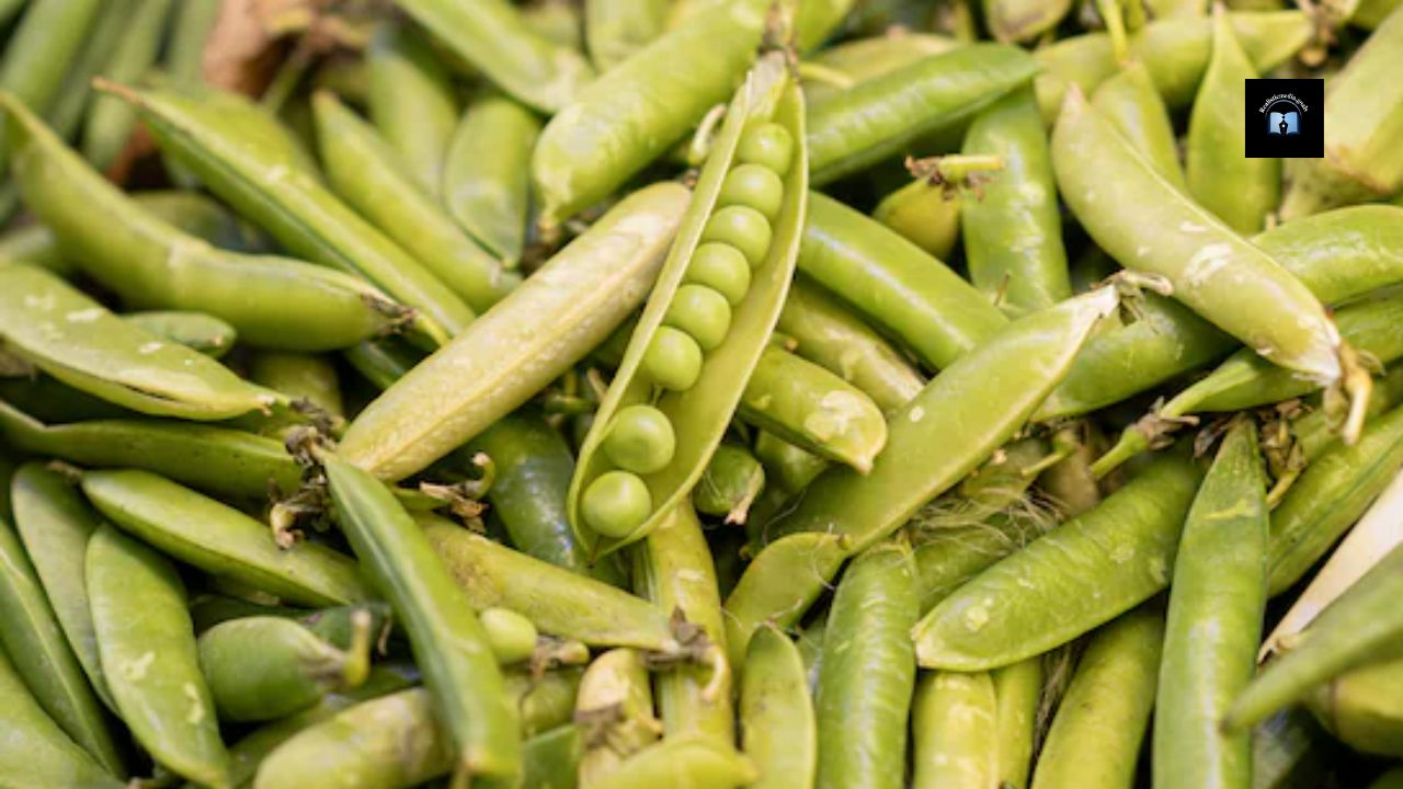 Hari matar recipe : आ गया मटर मटर वाला सीजन...
